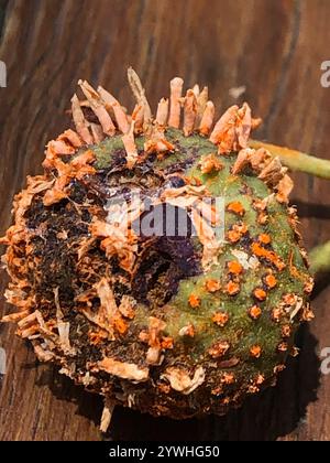 quince rust (Gymnosporangium clavipes Stock Photo - Alamy