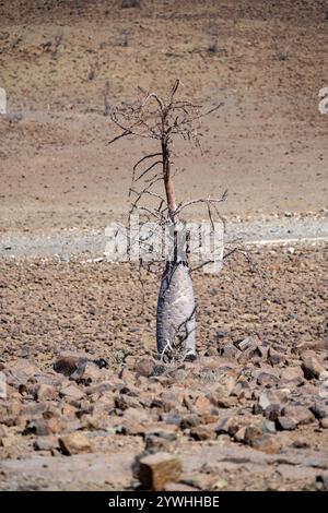 Pachypodium lealii, the bottle tree,tree,trees,watery latex, rich in ...