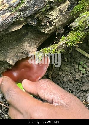 Jelly Tree Ear (Auricularia americana) Fungi Stock Photo - Alamy