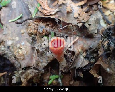 rosy goblet (Microstoma protractum Stock Photo - Alamy