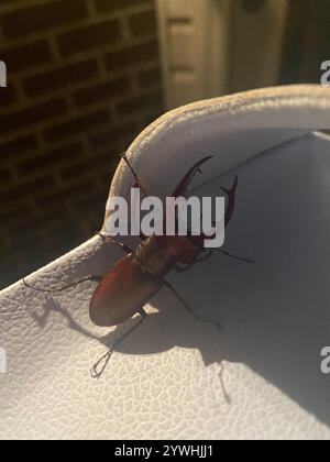 Giant Stag Beetle (Lucanus elaphus) Insecta Stock Photo - Alamy