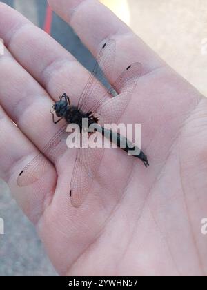 Spiny Baskettail (Epitheca spinigera Stock Photo - Alamy