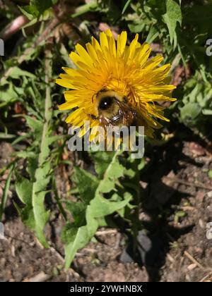 Sanderson's Bumble Bee (Bombus sandersoni Stock Photo - Alamy