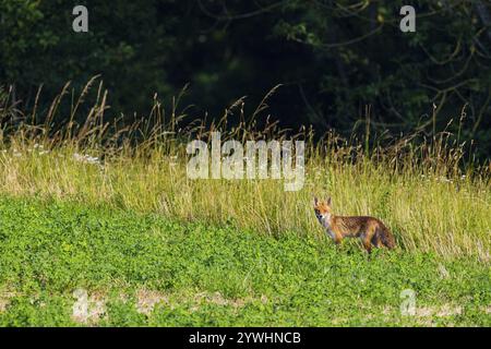 Fox (Vulpes vulpes) fawn hunting mice Germany Stock Photo - Alamy