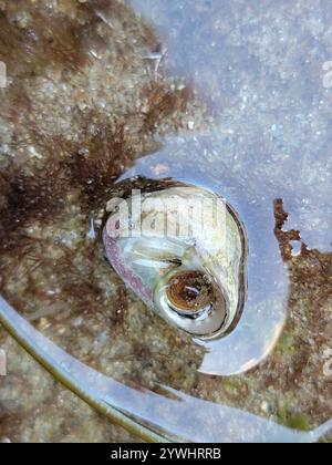 Western Banded Tegula (Tegula eiseni Stock Photo - Alamy