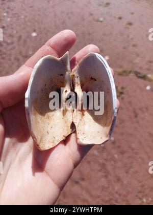 West Atlantic Surfclam (Spisula solidissima Stock Photo - Alamy