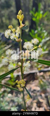 Sweet Wattle (Acacia suaveolens Stock Photo - Alamy