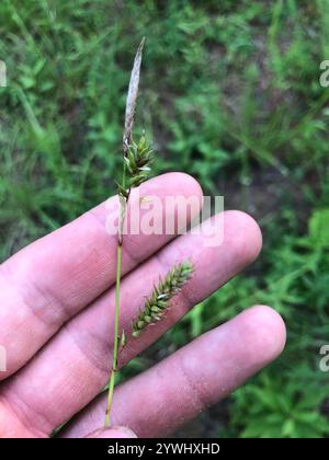 Cherokee sedge (Carex cherokeensis Stock Photo - Alamy