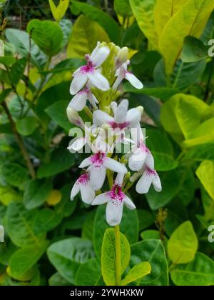 Yellow-Vein Eranthemum (Pseuderanthemum maculatum Stock Photo - Alamy