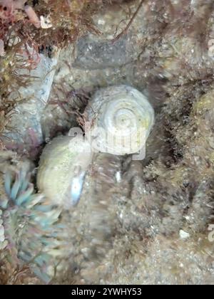 Western Banded Tegula (Tegula eiseni Stock Photo - Alamy