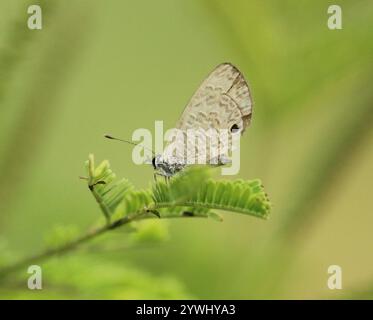 Common Line Blue (Prosotas nora Stock Photo - Alamy