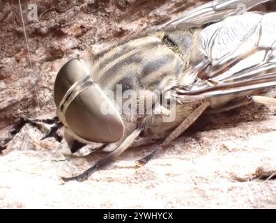 Large Marsh Horse Fly (Tabanus autumnalis Stock Photo - Alamy