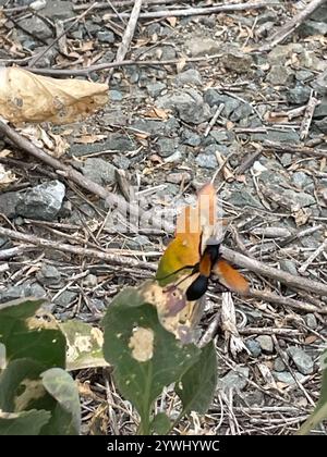 Tarantula-hawk Wasps and Allies (Pepsini Stock Photo - Alamy