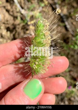 bristly dogtail grass (Cynosurus echinatus) Plantae Stock Photo - Alamy