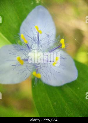 Zigzag Spiderwort (Tradescantia subaspera Stock Photo - Alamy
