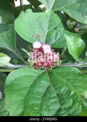 Chinese Glorybower (Clerodendrum chinense Stock Photo - Alamy