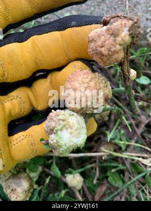 bacterial crown gall (Agrobacterium radiobacter Stock Photo - Alamy