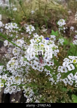 Spotted Thintail (Meliscaeva auricollis Stock Photo - Alamy