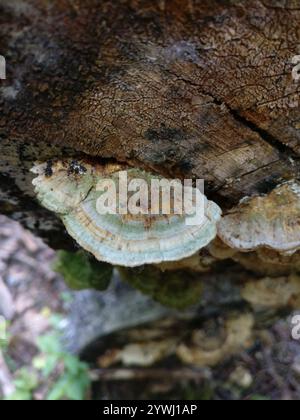 Ochre Bracket (Trametes ochracea Stock Photo - Alamy