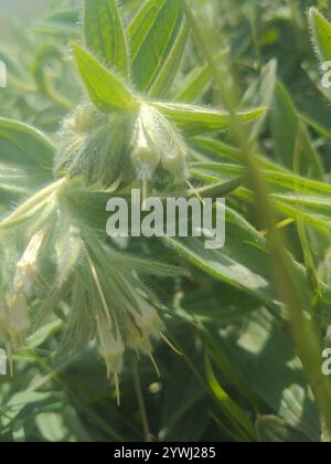 western false gromwell (Lithospermum occidentale) Plantae Stock Photo ...