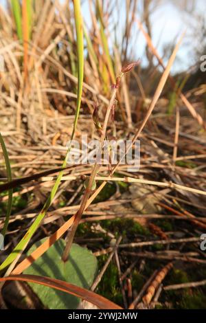 small mosquito-orchid (Acianthus pusillus Stock Photo - Alamy