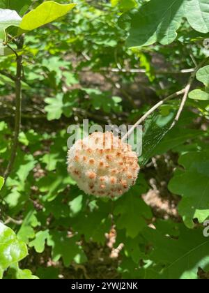 Wool Sower Gall Wasp (Callirhytis seminator), Insecta, Petersham, MA ...