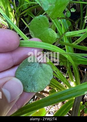 Centella (Centella uniflora Stock Photo - Alamy