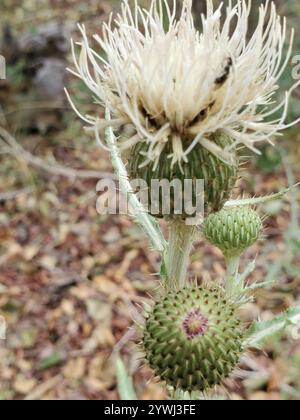 prairie thistle (Cirsium canescens Stock Photo - Alamy