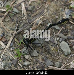 Beaverpond Clubtail (Phanogomphus borealis Stock Photo - Alamy