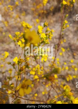 Clustered Tarweed (Deinandra fasciculata Stock Photo - Alamy