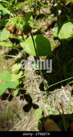 buffalo clover (Trifolium reflexum Stock Photo - Alamy
