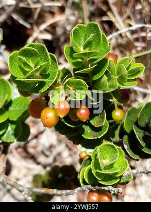 'ohelo 'ai (Vaccinium reticulatum Stock Photo - Alamy