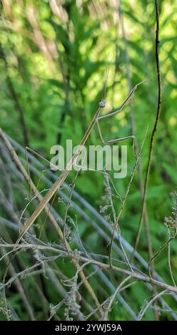 Northern Grass Mantis (Brunneria borealis Stock Photo - Alamy