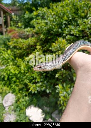 Eastern Glass Lizard (Ophisaurus ventralis Stock Photo - Alamy