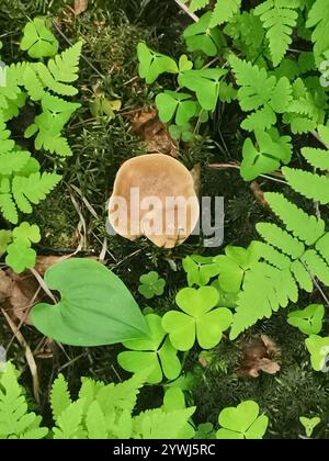 Fringed polypore (Lentinus substrictus Stock Photo - Alamy