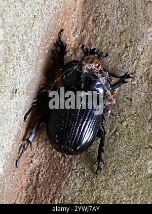 Triceratops Beetle (Phileurus truncatus Stock Photo - Alamy