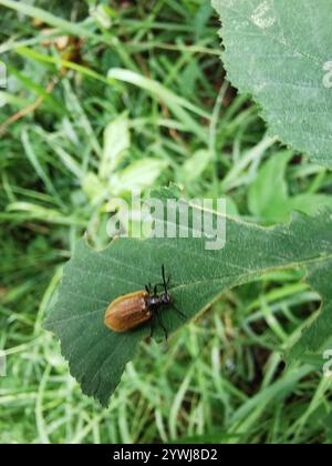 Rough-haired Lagria Beetle (Lagria hirta Stock Photo - Alamy
