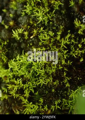 Green-tufted Stubble Moss (Weissia controversa) Plantae Stock Photo - Alamy