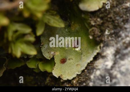 Common Chocolate Chip Lichen (Solorina saccata), Fungi, Fraser-Fort ...