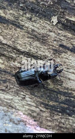 Red-rot Decay Stag Beetle (Ceruchus piceus), Insecta, Thunder Bay ...