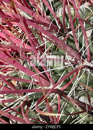 Fire Barrel Cactus (Ferocactus gracilis Stock Photo - Alamy