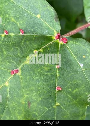 solitary maple leaf gall mite (Aceria macrochela) Arachnida Stock Photo ...