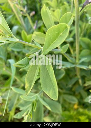 tall blue wild indigo (Baptisia australis), Plantae, Chase County, KS ...
