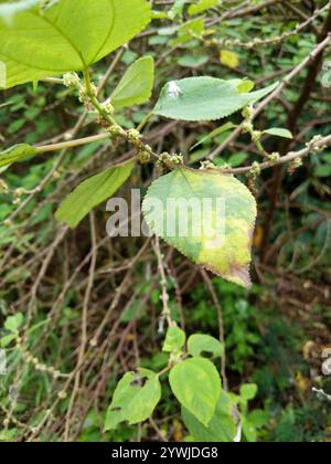 Māmaki (Pipturus albidus Stock Photo - Alamy