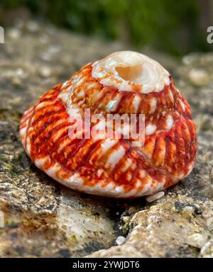 Red Turban Snail (Pomaulax gibberosus Stock Photo - Alamy
