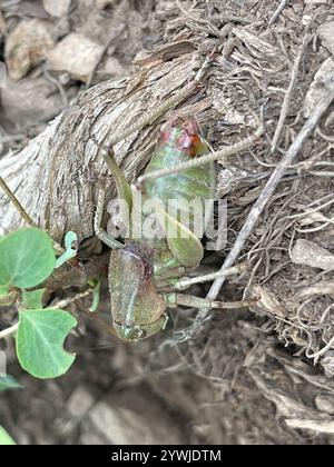 Mormon Cricket (Anabrus simplex Stock Photo - Alamy