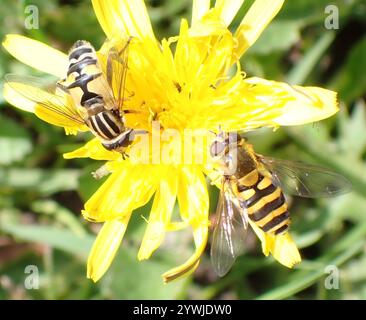 Trivittate Marsh Fly (Helophilus trivittatus Stock Photo - Alamy