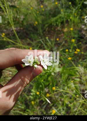 white brodiaea (Triteleia hyacinthina Stock Photo - Alamy