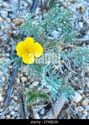 Little gold poppy, Eschscholzia minutiflora Stock Photo - Alamy