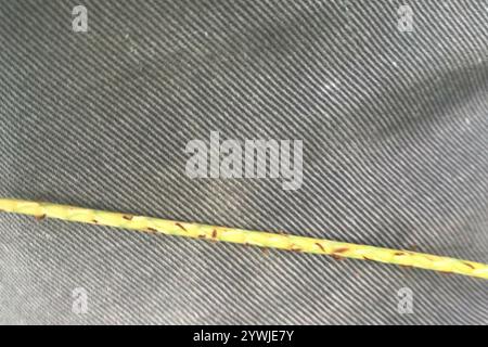 Pan American Balsomscale (Elionurus tripsacoides Stock Photo - Alamy